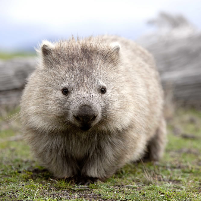 Wombat © Maria Island Walk HP - Hawthorn Travel & Cruise